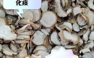 浙贝母的功效与作用_浙贝母怎么吃好