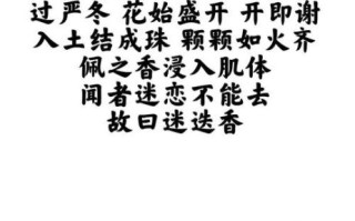 迷迭香歌词想表达什么_周杰伦迷迭香含义