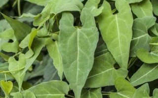 何首乌长什么样_何首乌图片特征