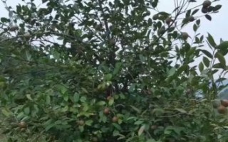 茶油有消炎消肿作用吗_茶油消肿效果怎么样