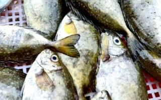 橡皮鱼是什么鱼_橡皮鱼可以吃吗