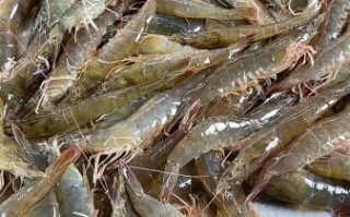 虾图片大全高清_虾的种类有哪些