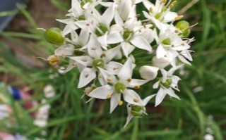 韮菜花怎样腌制不变色_韮菜腌多久不变黄