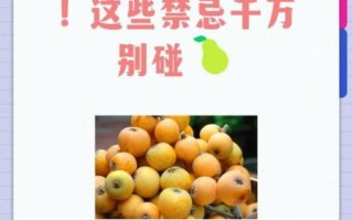 枇杷的功效与禁忌_哪些人不能吃枇杷