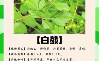 白蔹的功效与作用_白蔹怎么使用