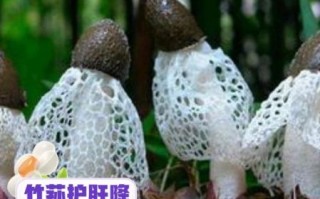 竹荪的功效与作用是什么_竹荪怎么吃最营养