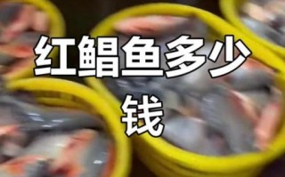 红鲳鱼为什么便宜_红鲳鱼多少钱一斤