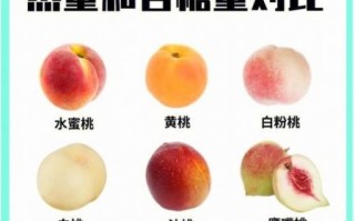 桃子减肥吗_桃子热量高吗