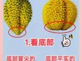 榴莲怎么挑选好吃_肉多核小怎么分辨