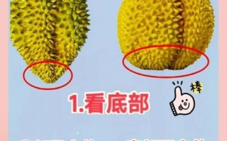 榴莲怎么挑选好吃_肉多核小怎么分辨