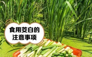 茭白需要焯水吗_焯水时间多久合适