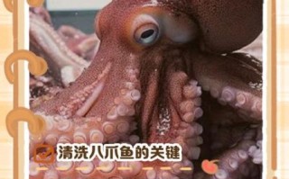八爪鱼怎么清洗_八爪鱼内脏在哪