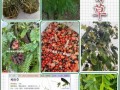 鸡骨草长什么样_鸡骨草的功效与作用