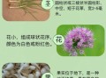 薤白的别名有哪些_薤白和野蒜是不是同一种植物