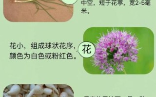 薤白的别名有哪些_薤白和野蒜是不是同一种植物