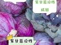 紫甘蓝是凉性还是热性_紫甘蓝寒凉吗