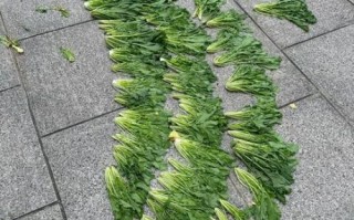 雪里红是什么菜_什么时候种