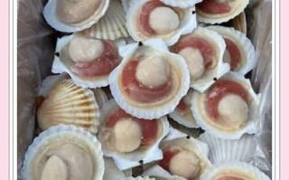 半壳扇贝怎么做好吃_半壳扇贝蒸多久最佳