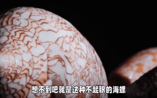 鸡心螺的天敌有哪些_鸡心螺最怕什么动物