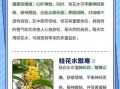 喝桂花的危害有多可怕_长期饮用会中毒吗