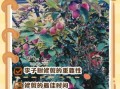 李子树几年结果_李子树怎么修剪