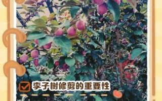 李子树几年结果_李子树怎么修剪