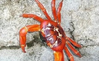 圣诞岛红蟹能吃吗_红蟹食用安全吗