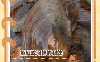 河蚌怎么养才不会死_河蚌在家怎么养