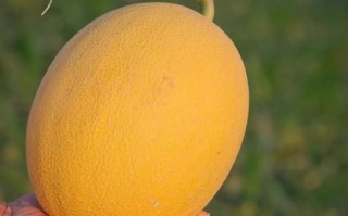 黄金哈密瓜的功效与作用_怎么吃最营养