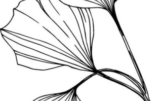 银杏叶简笔画怎么画_银杏叶简笔画步骤