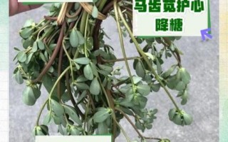 马齿苋怎么吃最健康_马齿苋的功效与作用