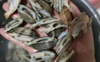 花蛤买回来全闭口了_还能吃吗