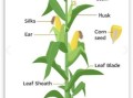 玉米怎么说英语_玉米英文corn还是maize