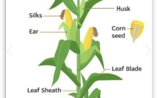 玉米怎么说英语_玉米英文corn还是maize