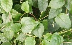 潺菜怎么种_潺菜种植时间和方法