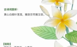 鸡蛋花的功效与作用有哪些_鸡蛋花泡水喝的好处
