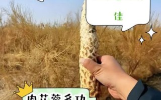 芙蓉肉为什么叫芙蓉_芙蓉肉名字的由来