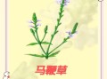 马鞭草长什么样_马鞭草的功效与作用