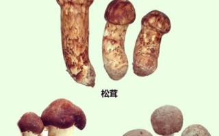红松茸图片大全_红松茸和松茸的区别