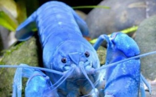 蓝魔虾多少钱一只_蓝魔虾价格影响因素