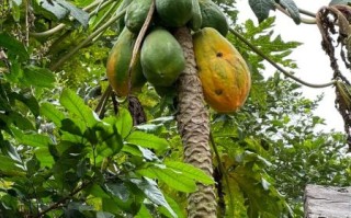 木瓜图片_木瓜怎么挑选