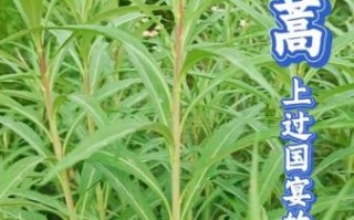 蒌蒿满地芦芽短是什么意思_蒌蒿和芦芽的区别