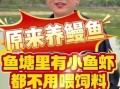 鳗鱼养殖技术与管理_如何提高成活率