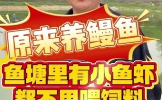 鳗鱼养殖技术与管理_如何提高成活率
