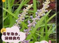麦冬泡水喝一次用几粒_麦冬泡水用量与禁忌