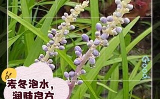 麦冬泡水喝一次用几粒_麦冬泡水用量与禁忌