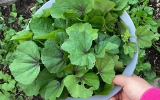 葵菜图片_如何辨别新鲜葵菜