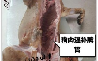 疯狗肉能吃吗_吃疯狗肉72小时死亡真相