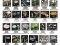 野生蘑菇图片识别大全_如何区分有毒与可食用