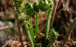 蕨菜图片功效与作用_蕨菜怎么吃最健康